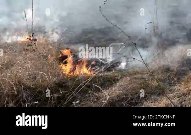 Dry grass burning on field during day close-up. Burning dry grass in ...