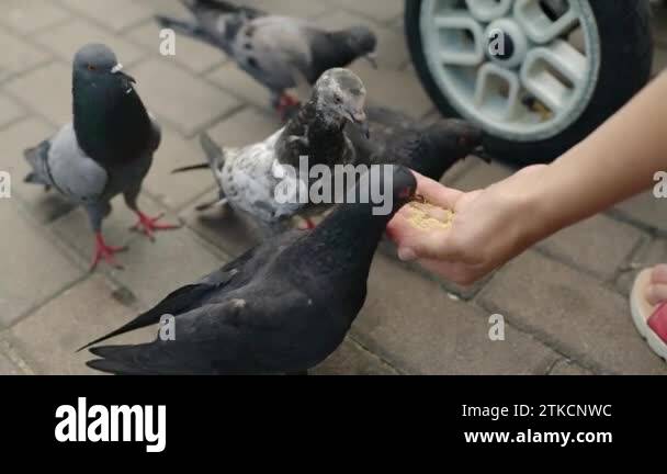 City pigeons peck bread crumbs in the park from the hands of passers-by ...