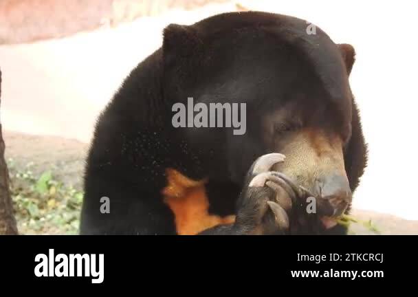 Black Bear mother and three cubs grazing in evening sunlight, Close up ...