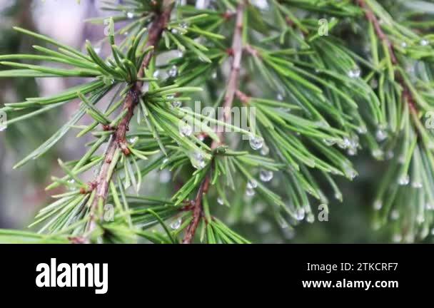 Evergreen conifers pine spruce tree branch long needles with drops of ...