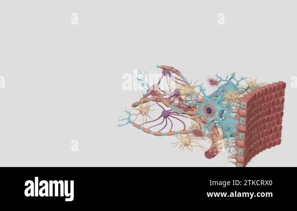 Nerve cells and glial cells Stock Videos & Footage - HD and 4K Video ...