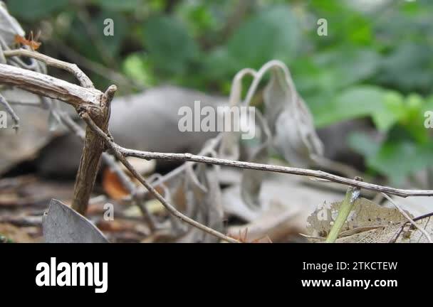 Ant bridge unity team. Ant action standing. Ant bridge unity team ...