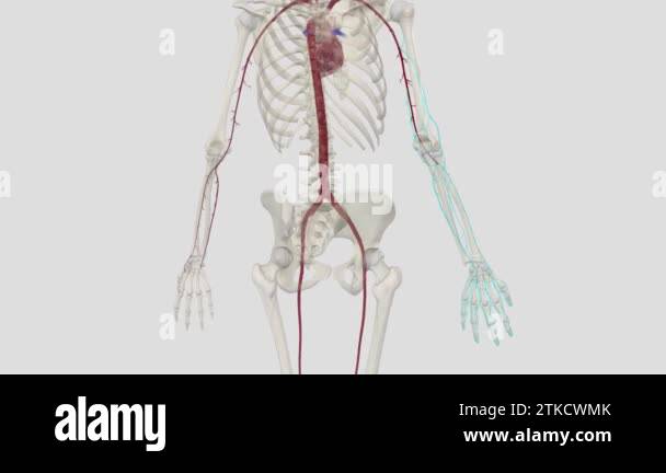 The brachial artery is the extension of the axillary artery starting at ...