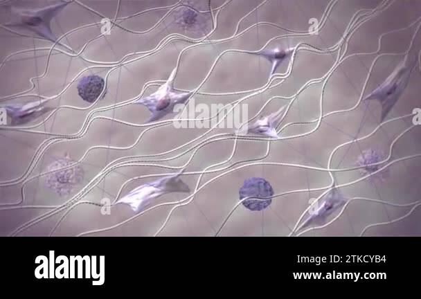 Collagen Fibers Structure Amino Acid Triplets In Collagen Molecule Components Of Extracellular