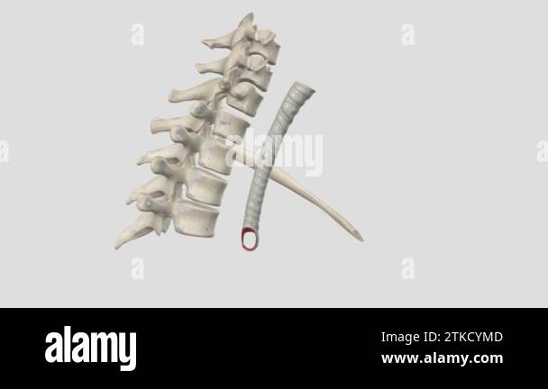 Between the rings of the trachea are bands of fibroelastic tissue known ...