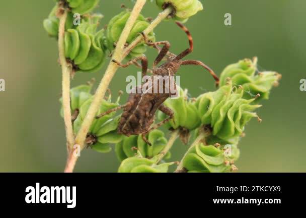 Bug zoo Stock Videos & Footage - HD and 4K Video Clips - Alamy