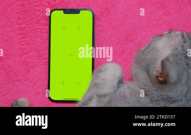 Greenscreen phone. Phone green screen and cat. Phone screen replacement ...