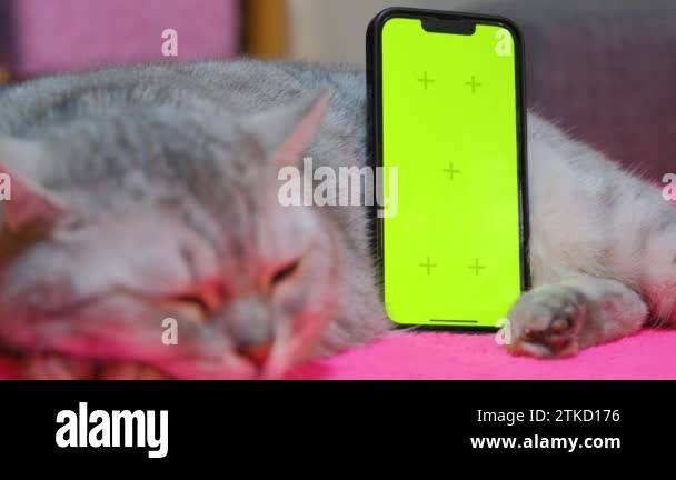 Greenscreen phone. Phone green screen and cat. Phone screen replacement ...