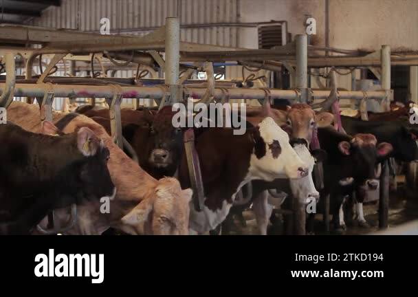 Automatic milking of cows. The process of milking cows on a dairy farm. Automated milking of ...