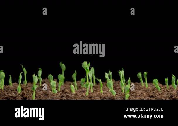 Beautiful Time Lapse of Growth Green Peas Beans Plants Against a Black ...