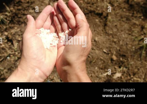 rice in the hands of man, concepts of hunger and concepts of poverty ...