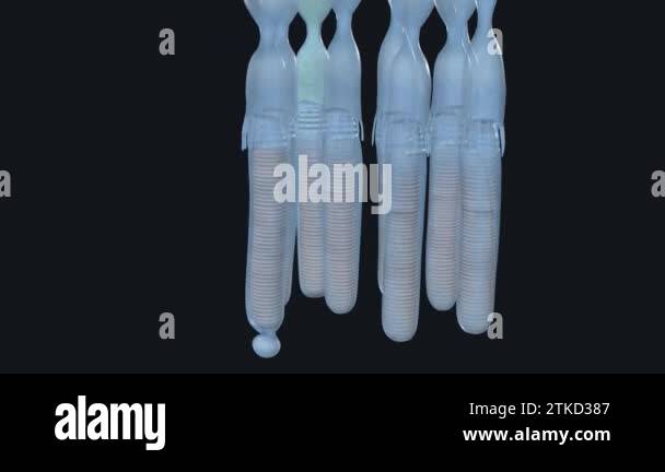 Membranous Stock Videos & Footage - HD and 4K Video Clips - Alamy