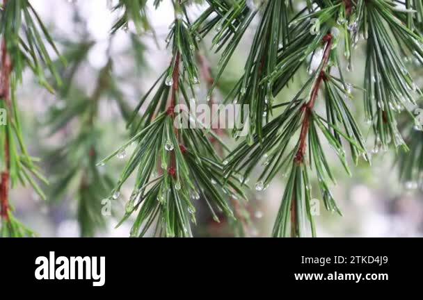 Evergreen conifer conifers tree trees Stock Videos & Footage - HD and ...