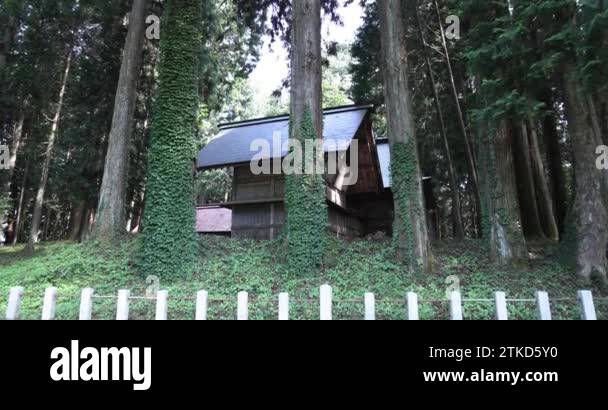 A beautiful tall cedar tree at the countryside in Japan. High quality 4k footage. Agatsuma ...