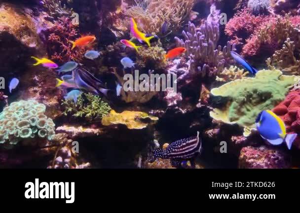 4K video of many varieties of tropical fish swimming around in a coral ...