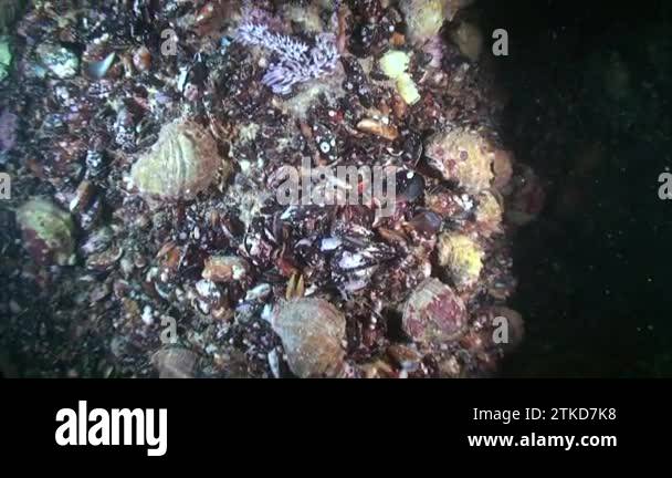 Rapana thomasiana Stock Videos & Footage - HD and 4K Video Clips - Alamy