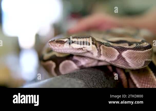 Centralian carpet snake Stock Videos & Footage - HD and 4K Video Clips ...