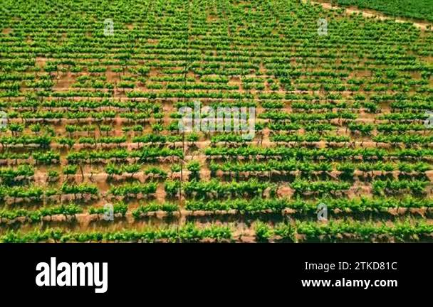 Aerial, farm and sustainability with organic crops in an empty field ...