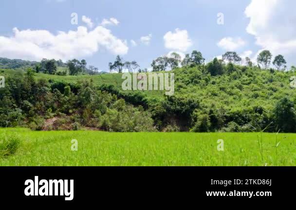 timelapse rice fields in harvesting season under clear blue sky,rice ...
