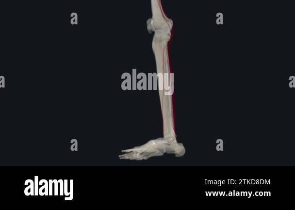 The three arteries of the lower leg are the peroneal artery, anterior ...