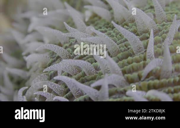 Coral reef dead bleaching Stock Videos & Footage - HD and 4K Video ...