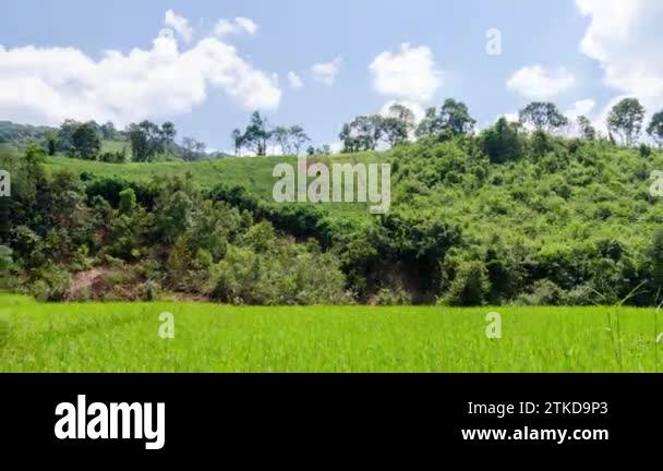 timelapse rice fields in harvesting season under clear blue sky,rice ...