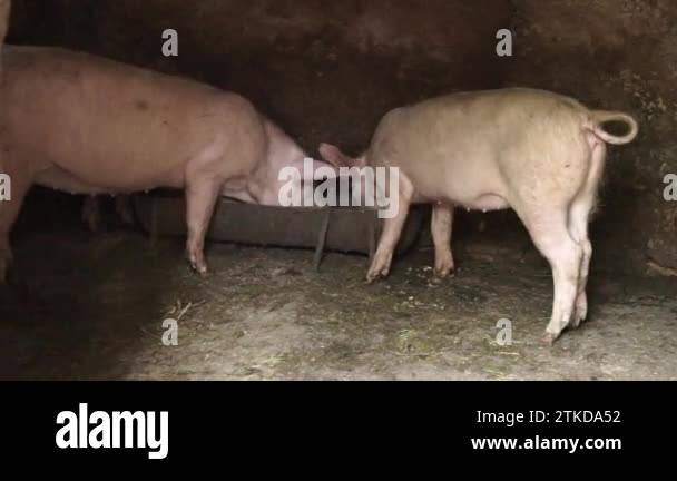 Two small white pigs eat from a trough in a barn. Auxiliary farming ...