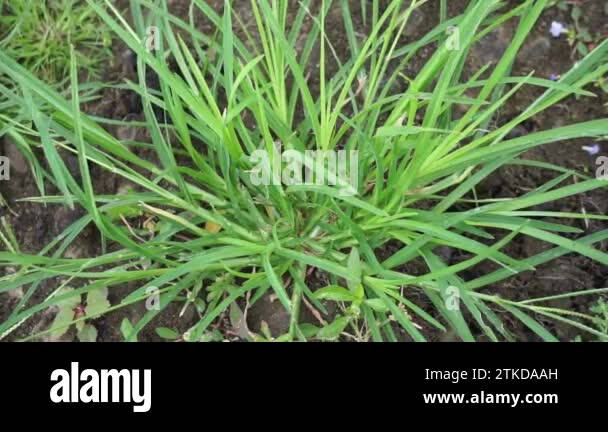 Eleusine indica (Indian goosegrass, yard grass, goosegrass, wiregrass ...