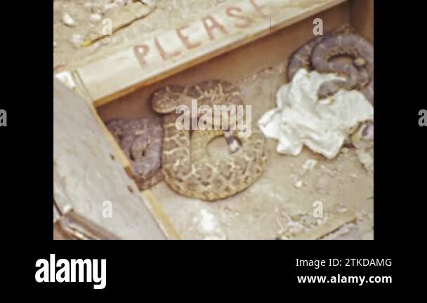 Snakes handling Stock Videos & Footage - HD and 4K Video Clips - Alamy