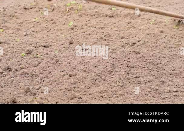 Grain rake Stock Videos & Footage - HD and 4K Video Clips - Alamy