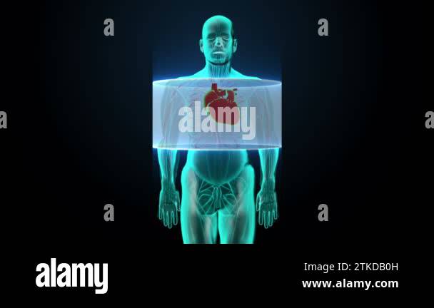 Zooming front body and scanning heart. Human cardiovascular system ...