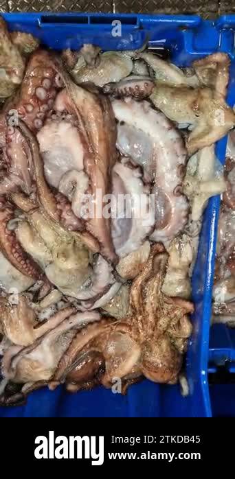 Octopus market Stock Videos & Footage - HD and 4K Video Clips - Alamy