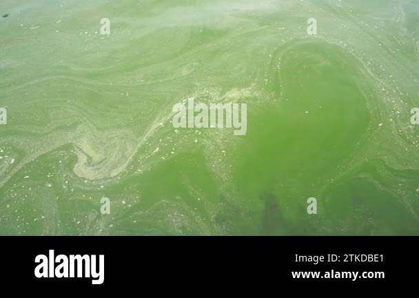 Plankton bloom in sea water, Global pollution concept Stock Video ...