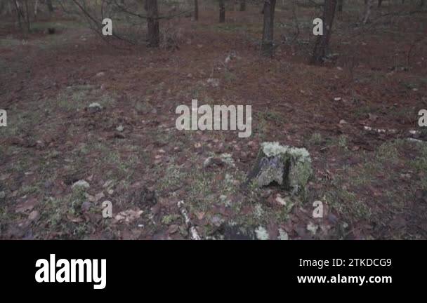 Three stumps Stock Videos & Footage - HD and 4K Video Clips - Alamy