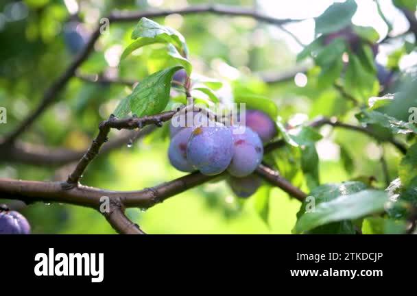 Purple plums on a tree branch in the orchard. Harvesting ripe fruits on ...