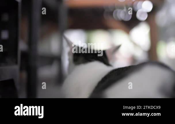 A scene of a tabby cat looking back. The tabby cat heard the call Stock ...