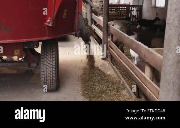 Goat tractor Stock Videos & Footage - HD and 4K Video Clips - Alamy