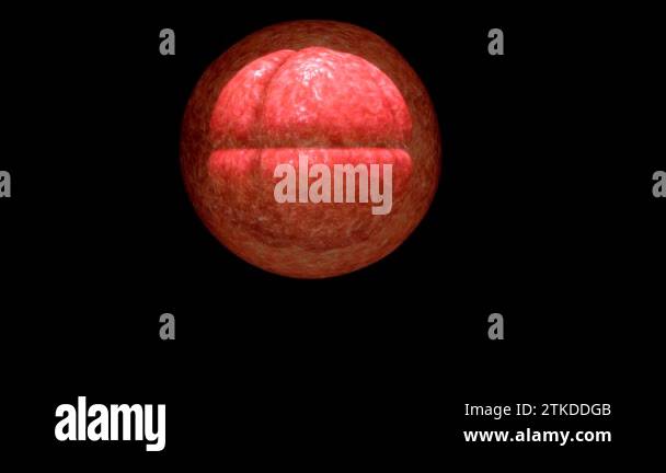 Fertilized Egg Cell Division Stock Videos And Footage Hd And 4k Video Clips Alamy