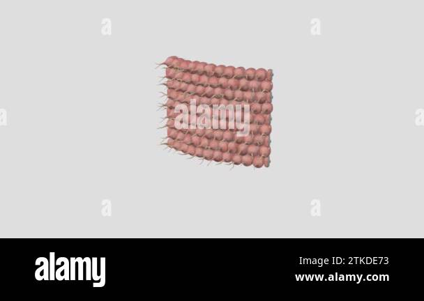 Ependymal cells form a single-layered, ciliated cellular interface that ...