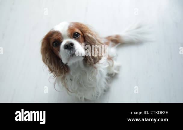 Quiet little spaniel carefully look up sitting still on floor, from ...