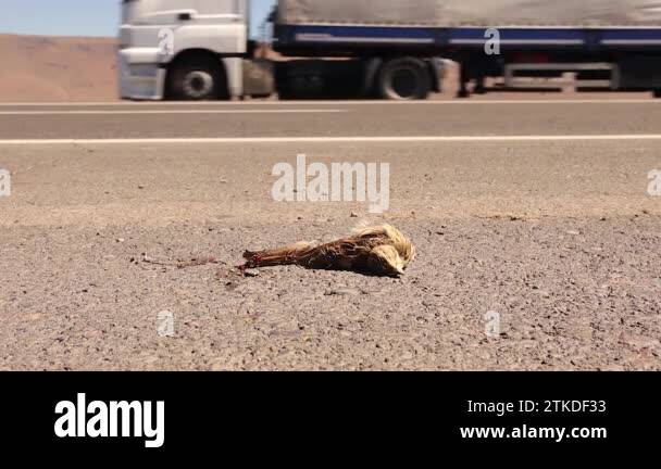 Dead rock sparrow on the highway. bird was hit by a car. Carcass of ...