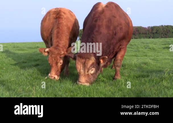 Normandy cow Stock Videos & Footage - HD and 4K Video Clips - Alamy