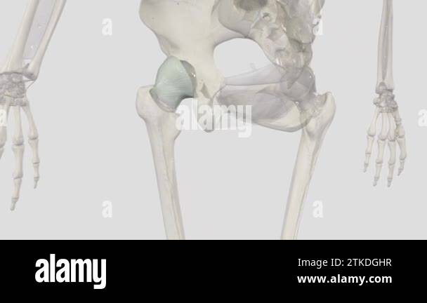 A joint capsule, also knows as an articular capsule, is a fluid-filled ...