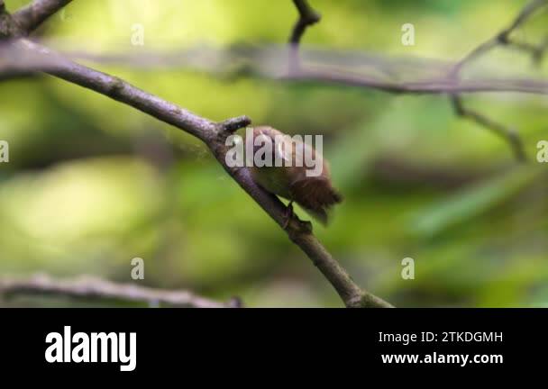Eye injury bird Stock Videos & Footage - HD and 4K Video Clips - Alamy