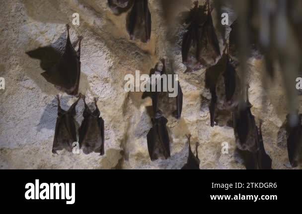 Group of bats Stock Videos & Footage - HD and 4K Video Clips - Alamy