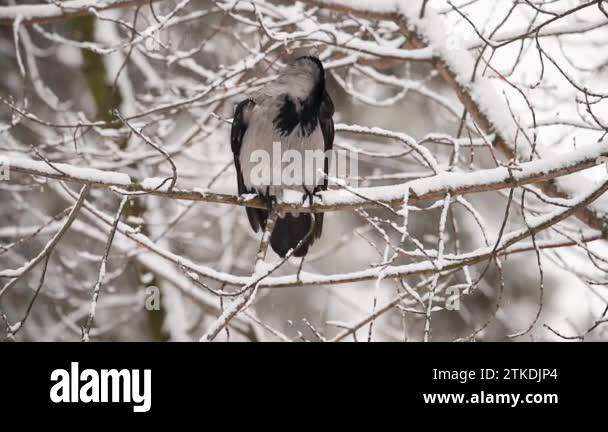 Crow with white feathers Stock Videos & Footage - HD and 4K Video Clips ...