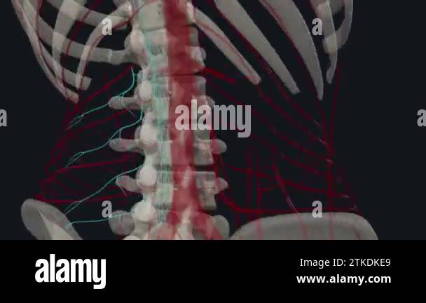 Lumbar arteries Stock Videos & Footage - HD and 4K Video Clips - Alamy