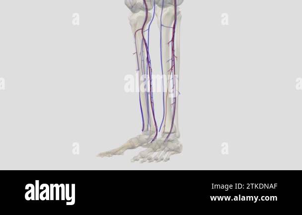 The deep venous system of the calf includes the anterior and posterior ...