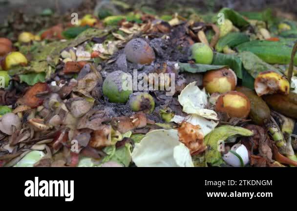 Natural decay process Stock Videos & Footage - HD and 4K Video Clips ...