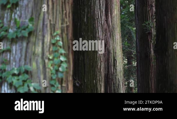 A beautiful tall cedar tree at the countryside in Japan. High quality 4k footage. Agatsuma ...